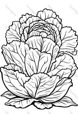 Cabbages | Coloring Pages | Learnigma