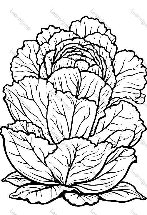 Cabbages | Coloring Pages | Learnigma