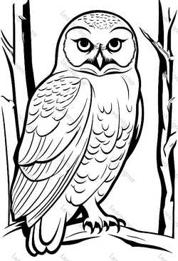 Snowy Owl | Coloring Pages | Learnigma